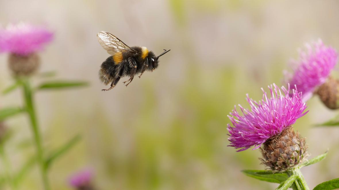 The Queen Bee – Olivia McCabe